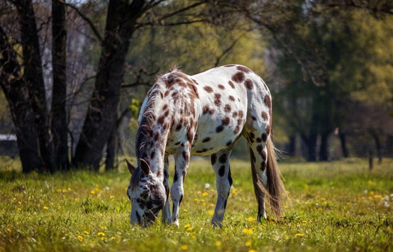 The Missouri Fox Trotter: A Gaited Horse for Trail Riding