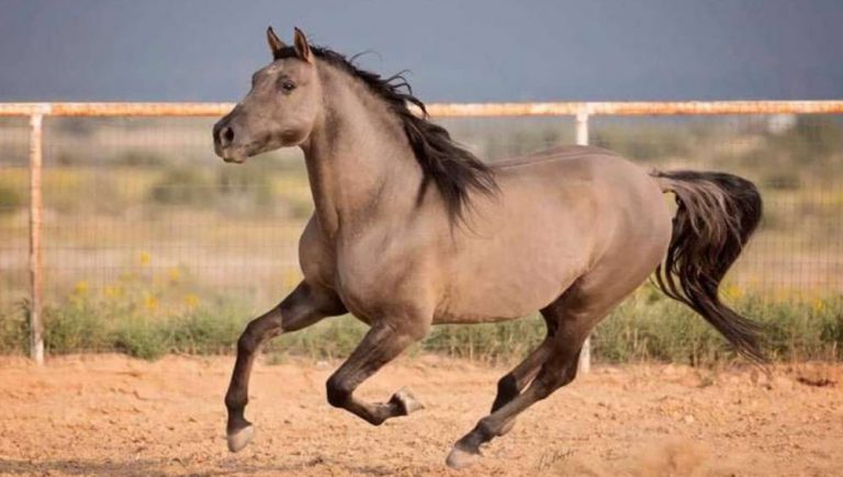 The Influence of Spanish Horses on American Breeds