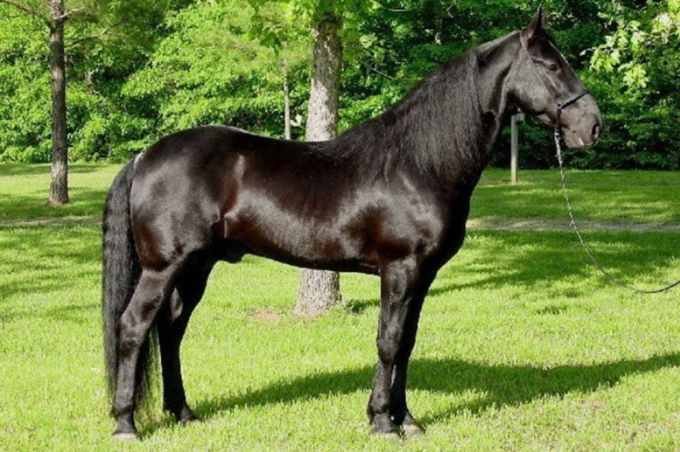 The Development of American Horse Breeds Through Selective Breeding